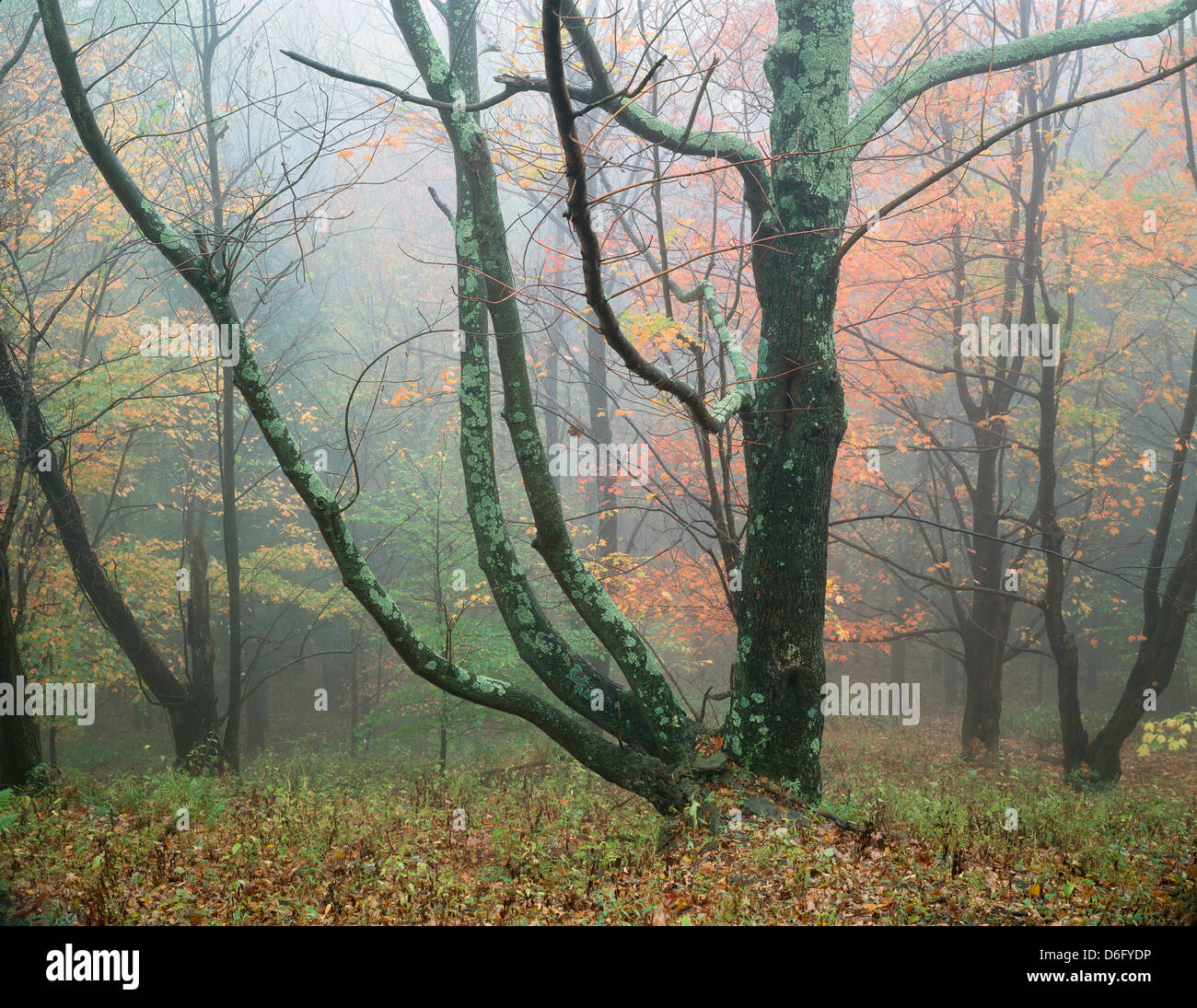 White Ash tree in autumn rain, World's End State Park, central ...