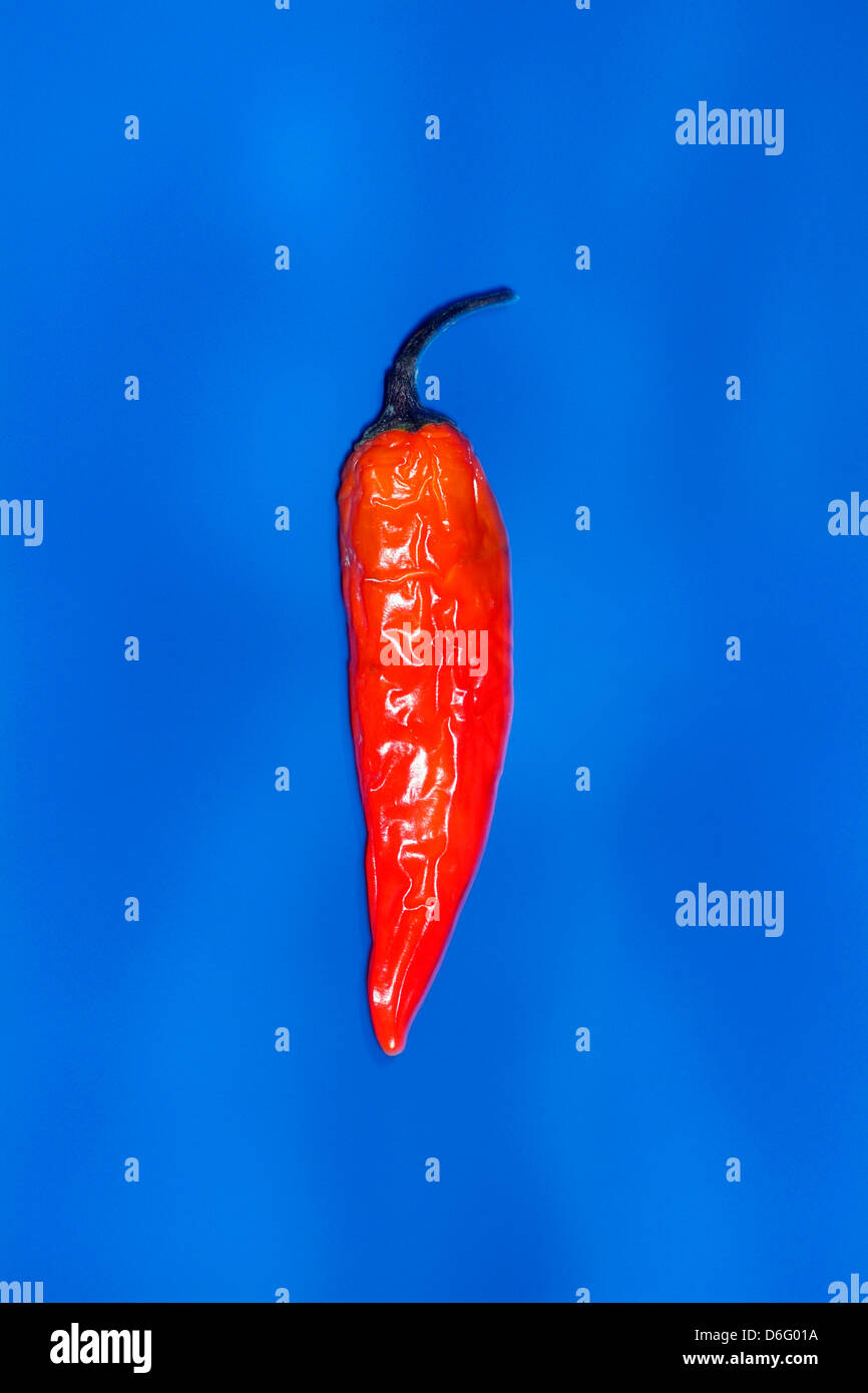 red Chilli on blue Stock Photo - Alamy