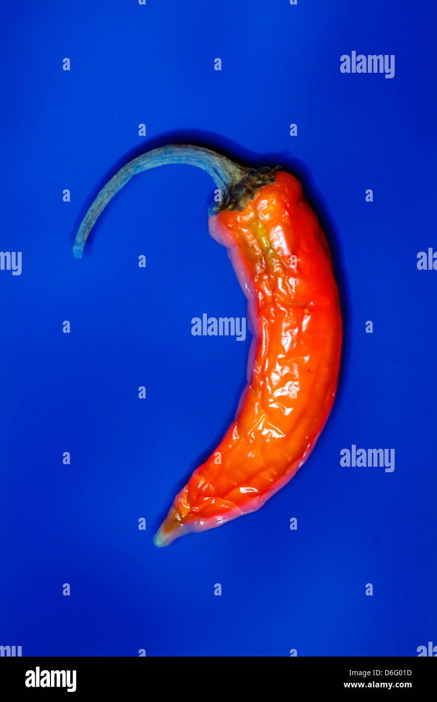 red Chilli on blue Stock Photo - Alamy