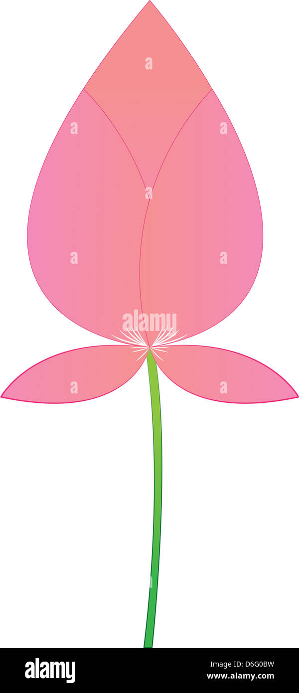Pink chinese lilly flower hi-res stock photography and images - Alamy