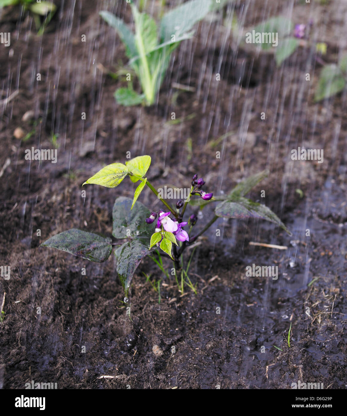 Watering rain Dwarf Bean on allotment Stock Photo - Alamy