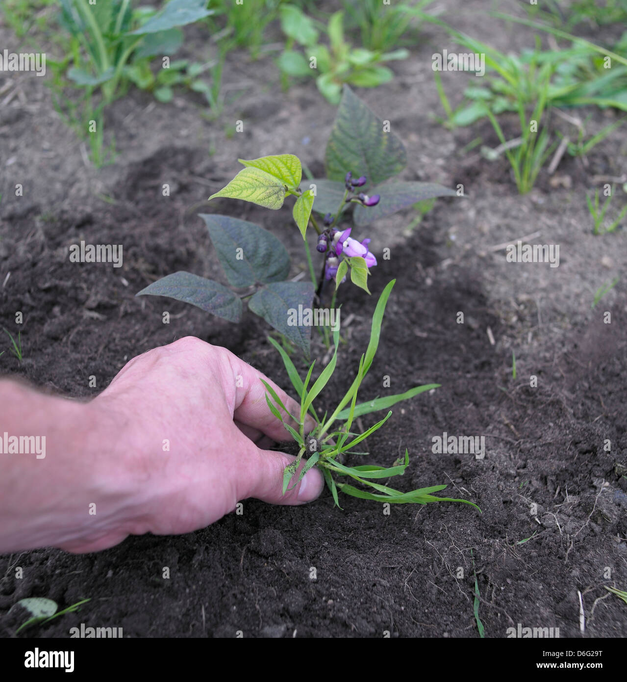 Vegetable weed weeding hi-res stock photography and images - Alamy