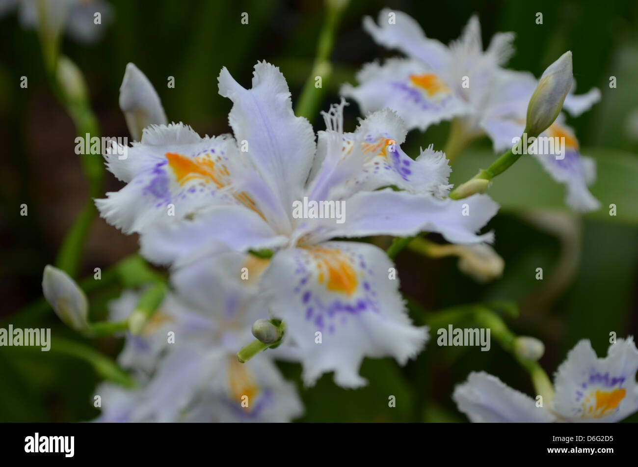 Rising the flower Stock Photo - Alamy
