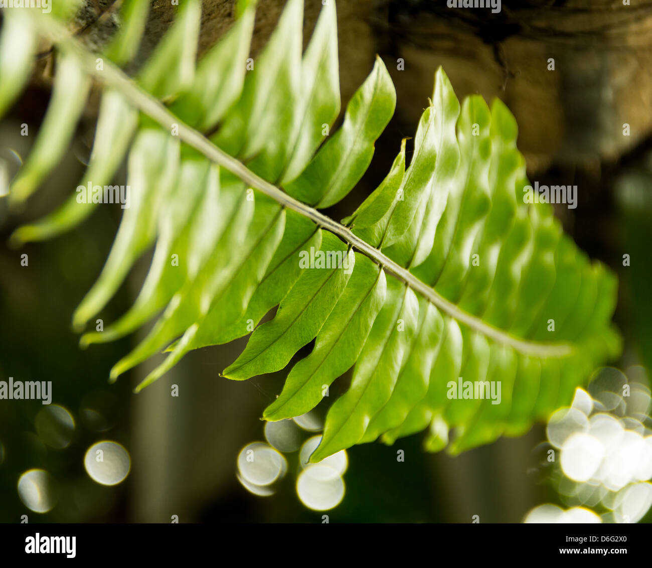 Leaves tree branches branch hi-res stock photography and images - Alamy
