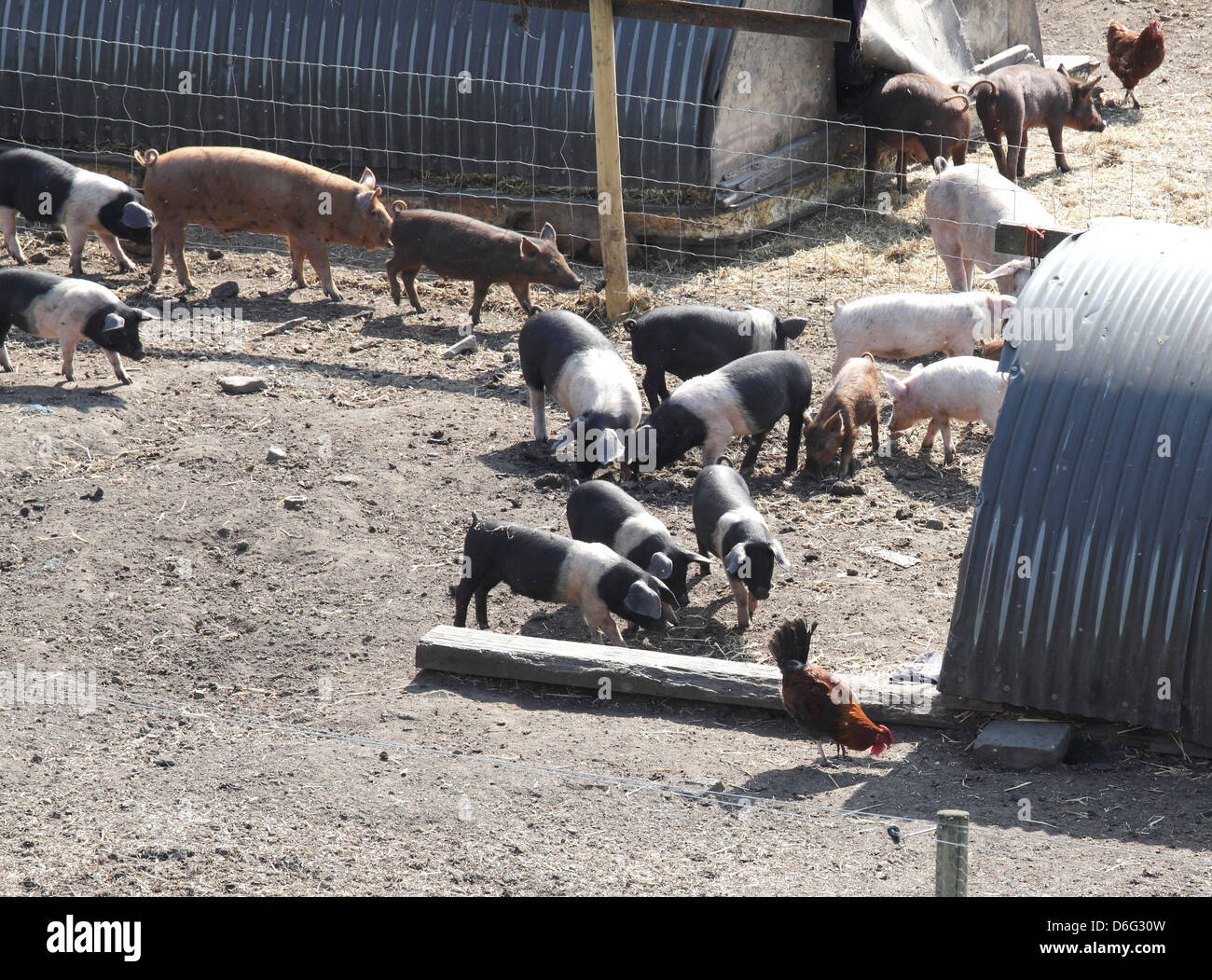 Farmyard Pigs and Poultry Stock Photo - Alamy
