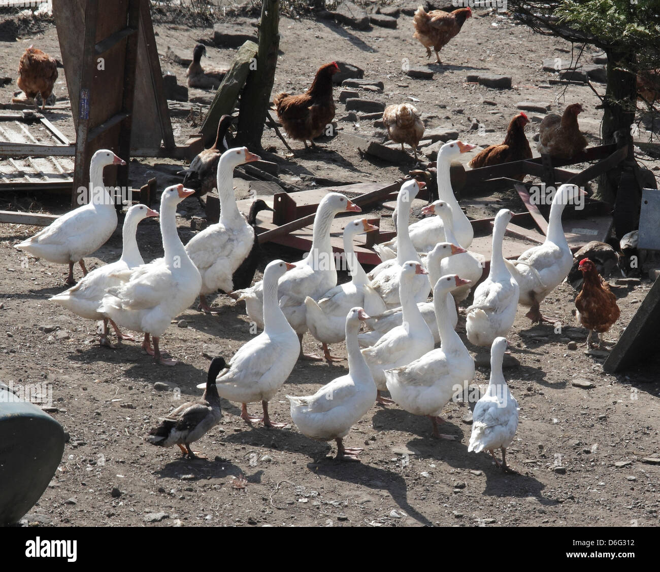 Gaggle of Geese Stock Photo - Alamy