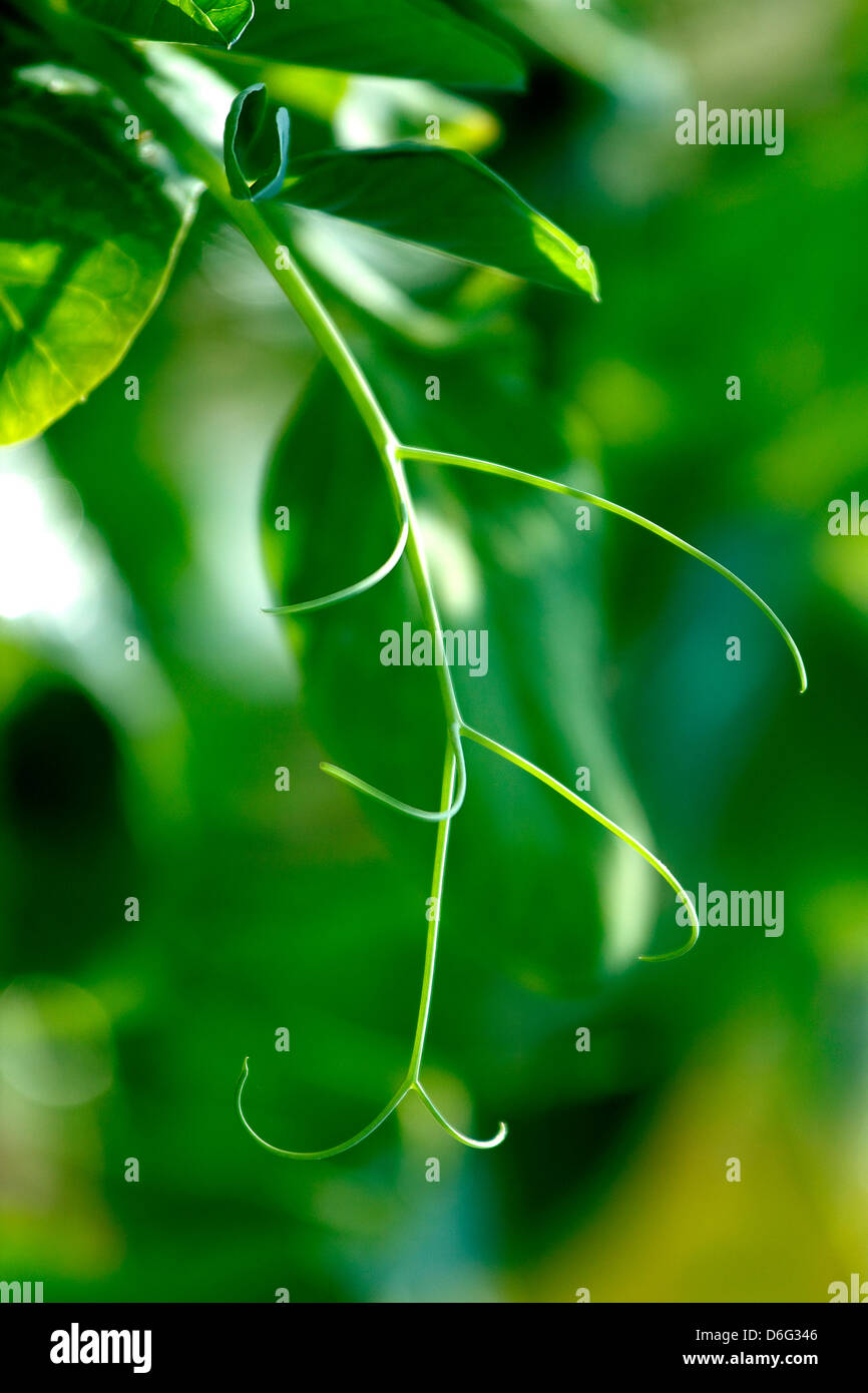 Pea tendrils hi-res stock photography and images - Alamy