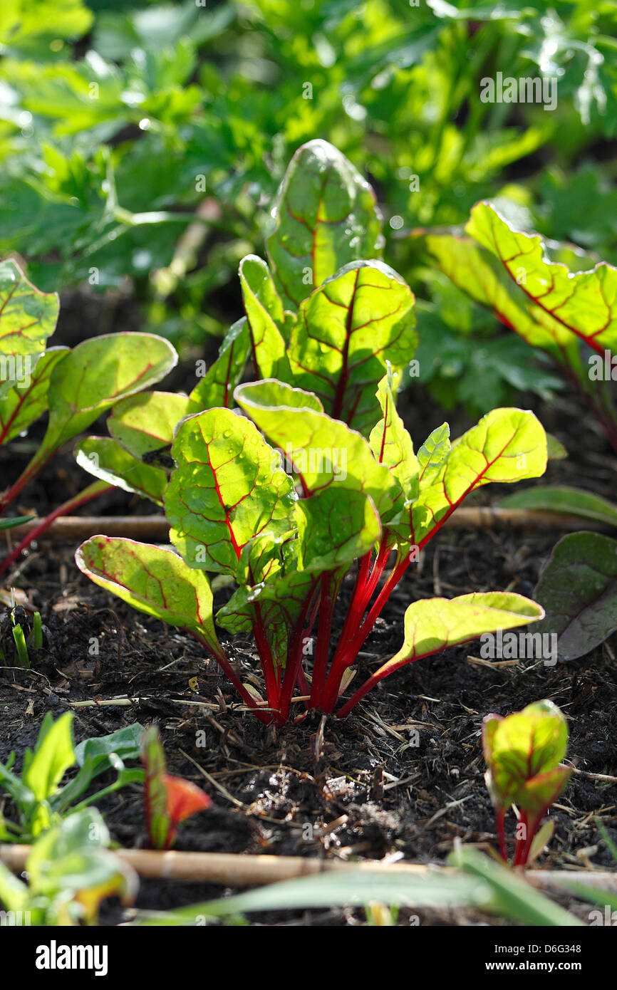 Red chard High Resolution Stock Photography and Images - Alamy