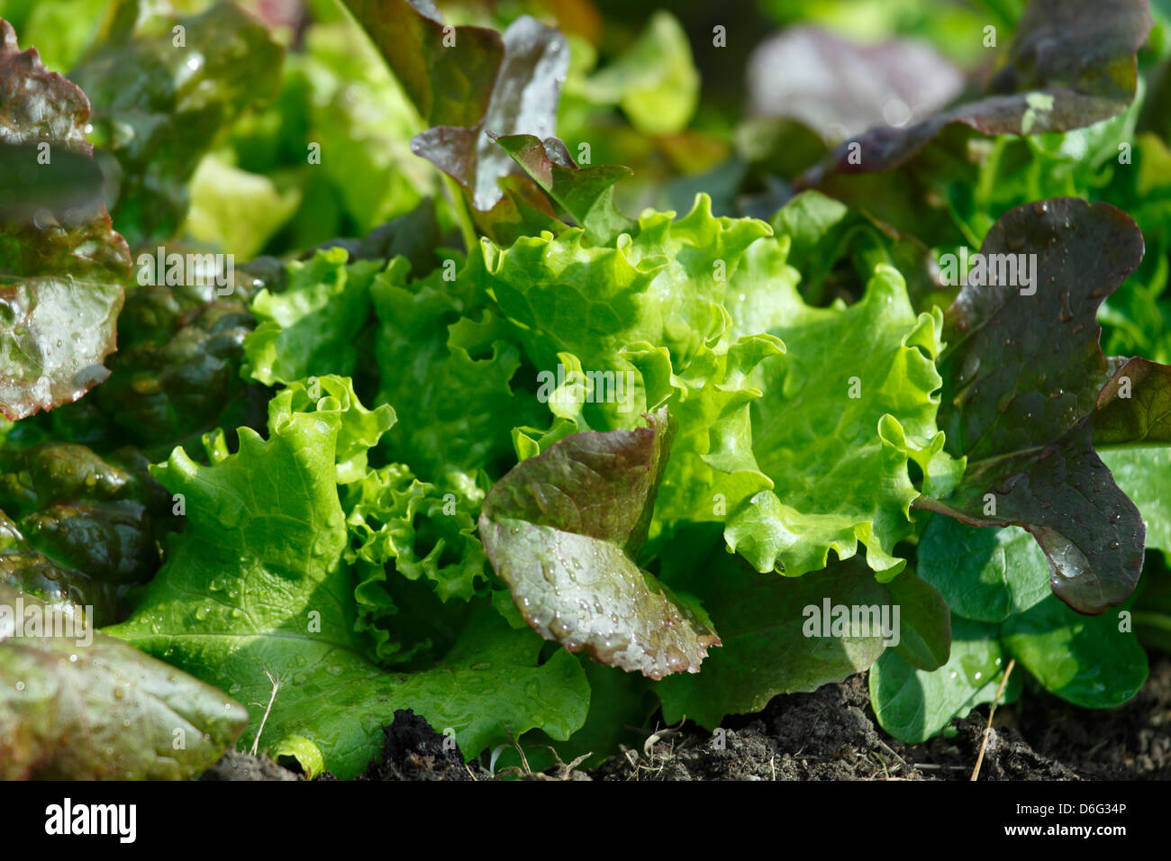 Mixed Lettuces Growing Stock Photo - Alamy