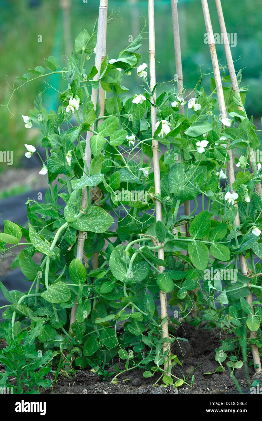Peas Growing on Support Canes Stock Photo - Alamy