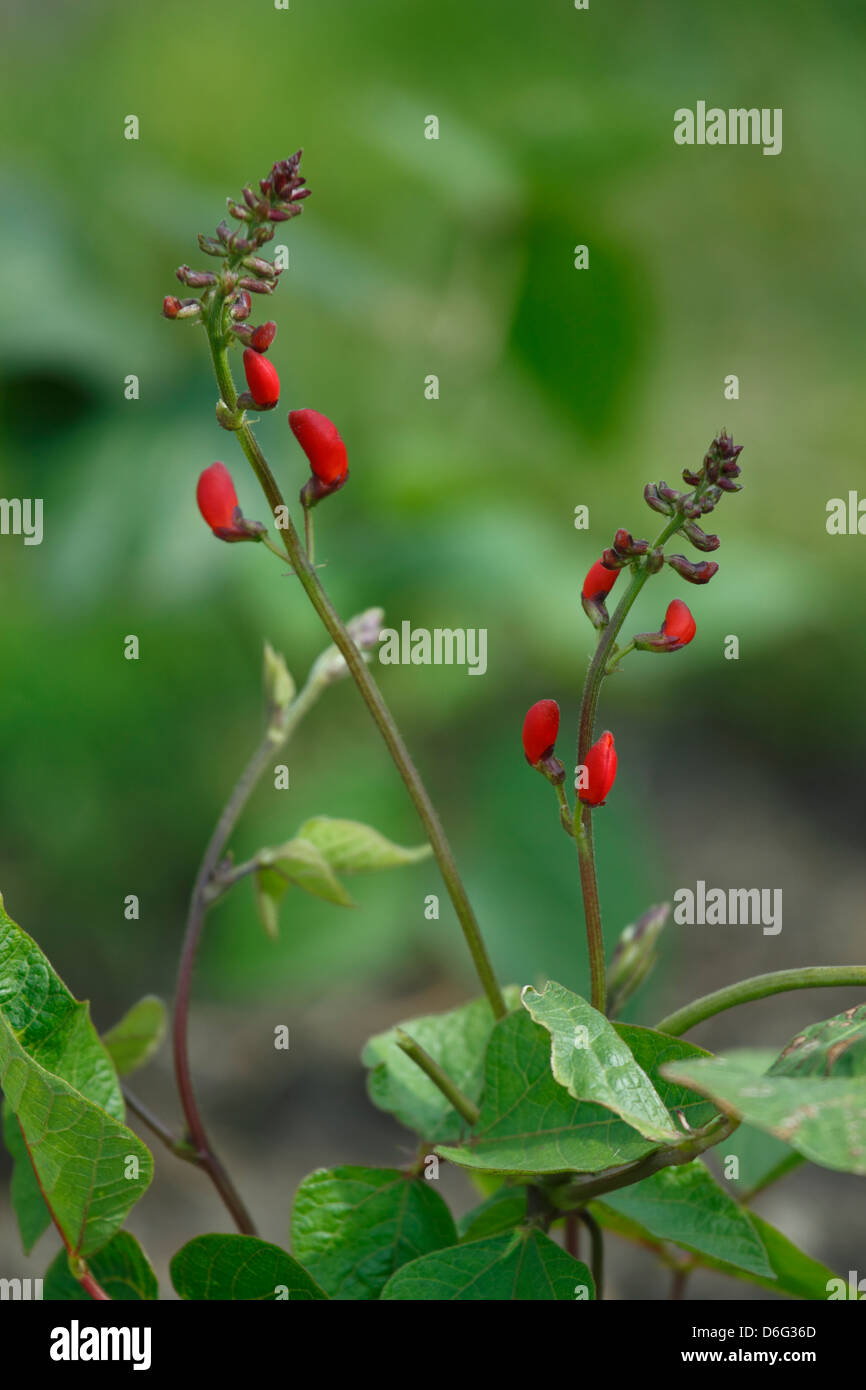 Runner Bean Flower Stock Photo - Alamy