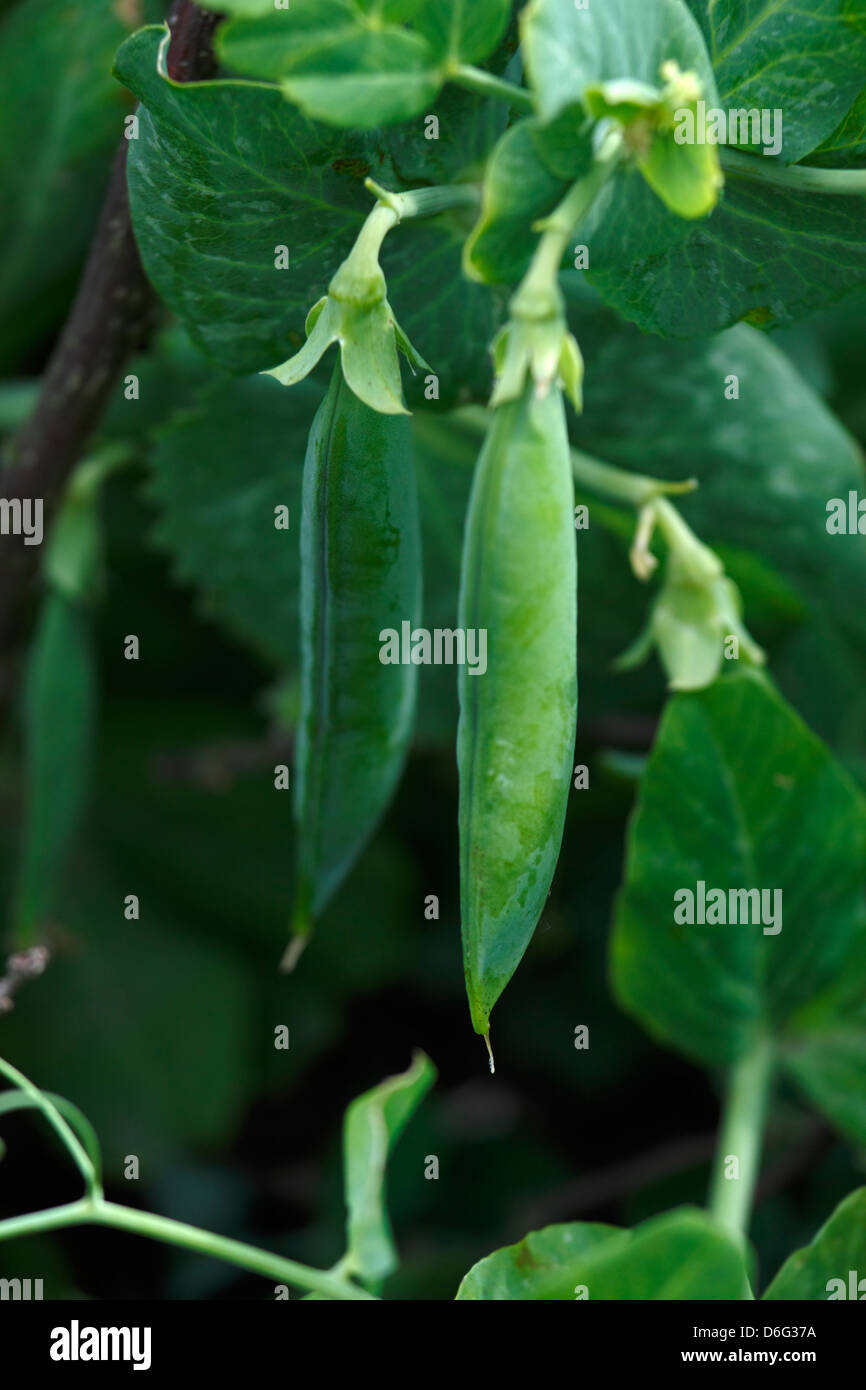 Growing pods hi-res stock photography and images - Alamy