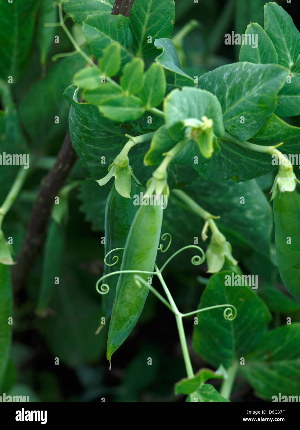 Pea Pods Growing Stock Photo - Alamy