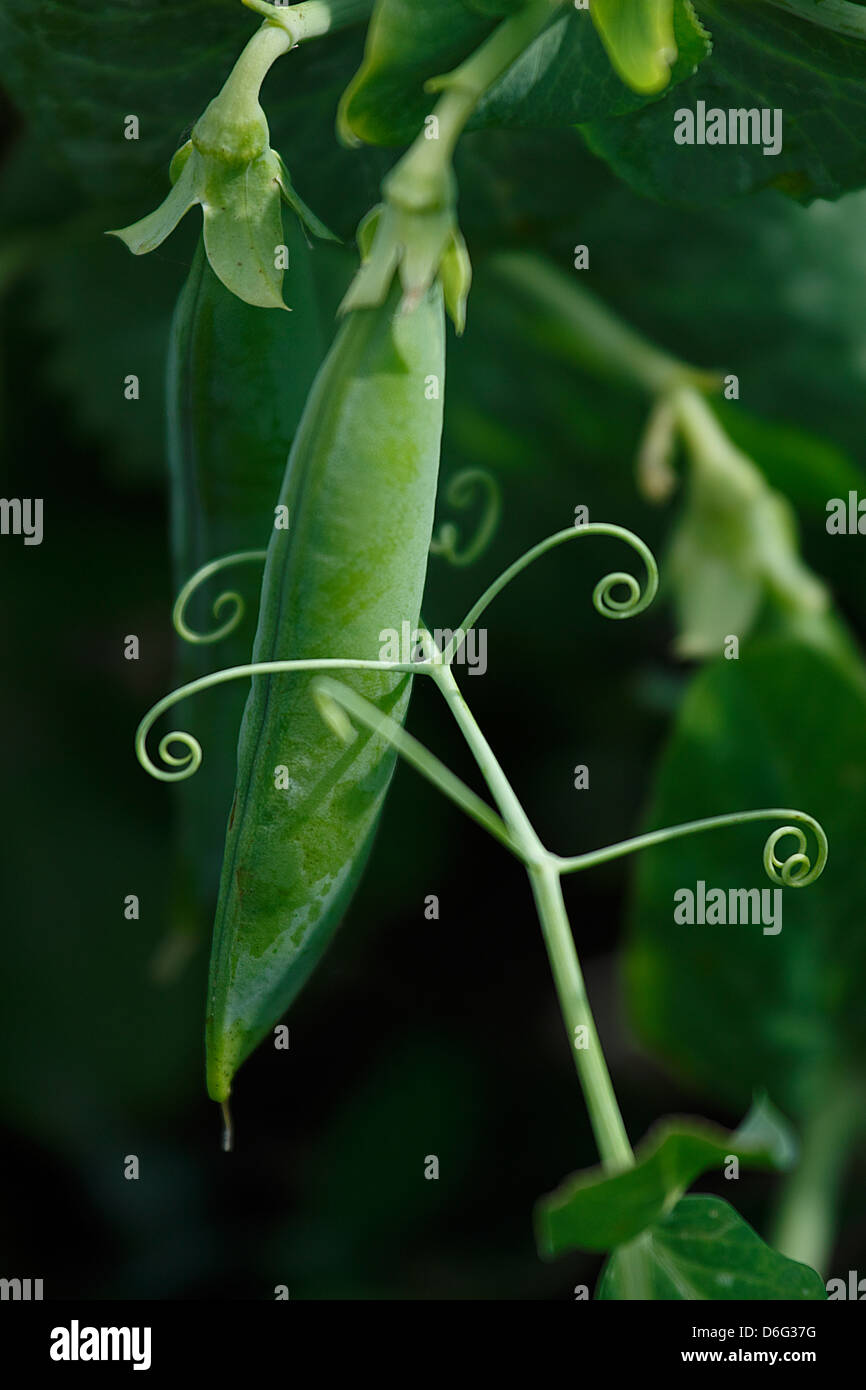 Growing pods hi-res stock photography and images - Alamy