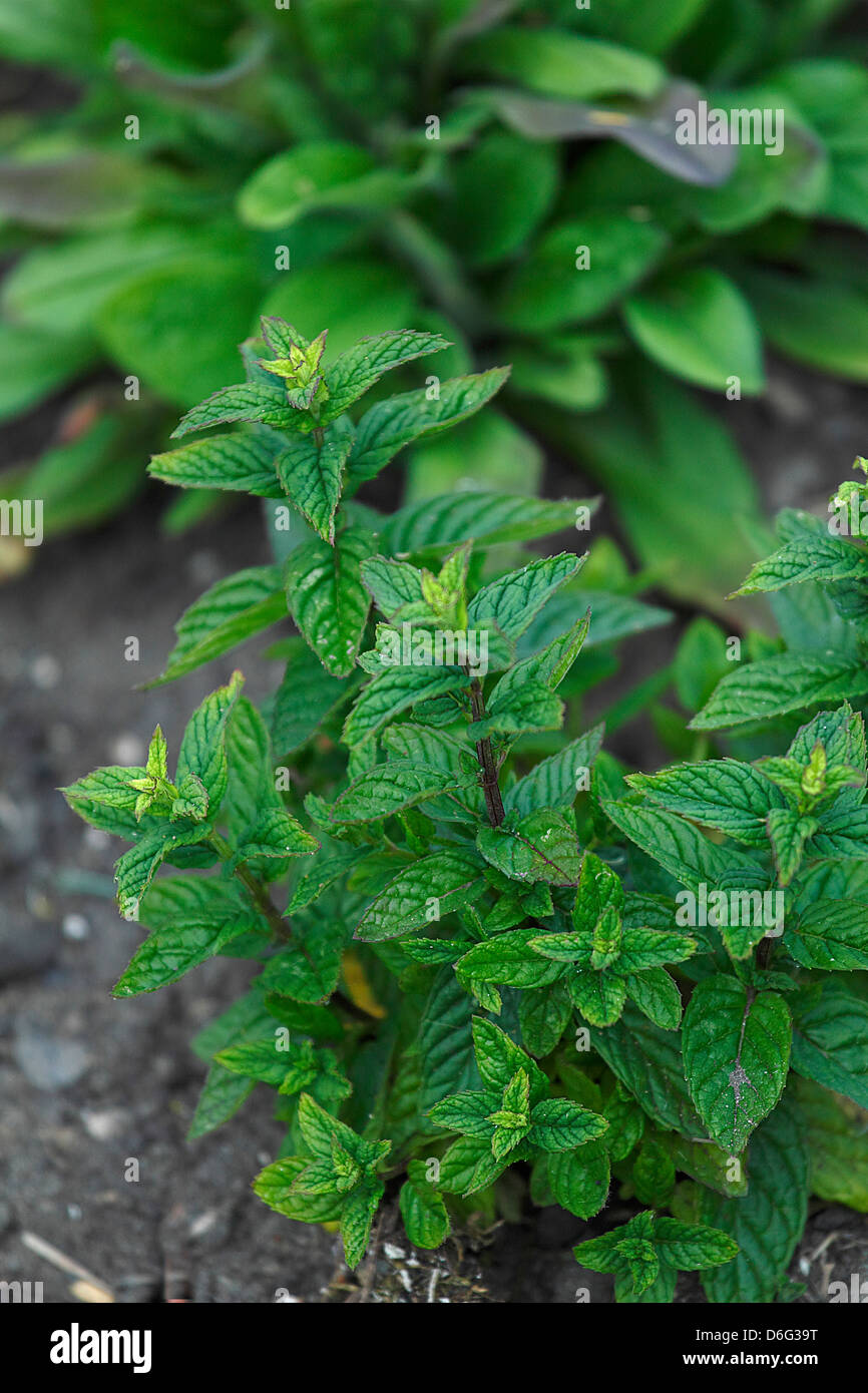 Mint Growing on an Allotment Stock Photo - Alamy