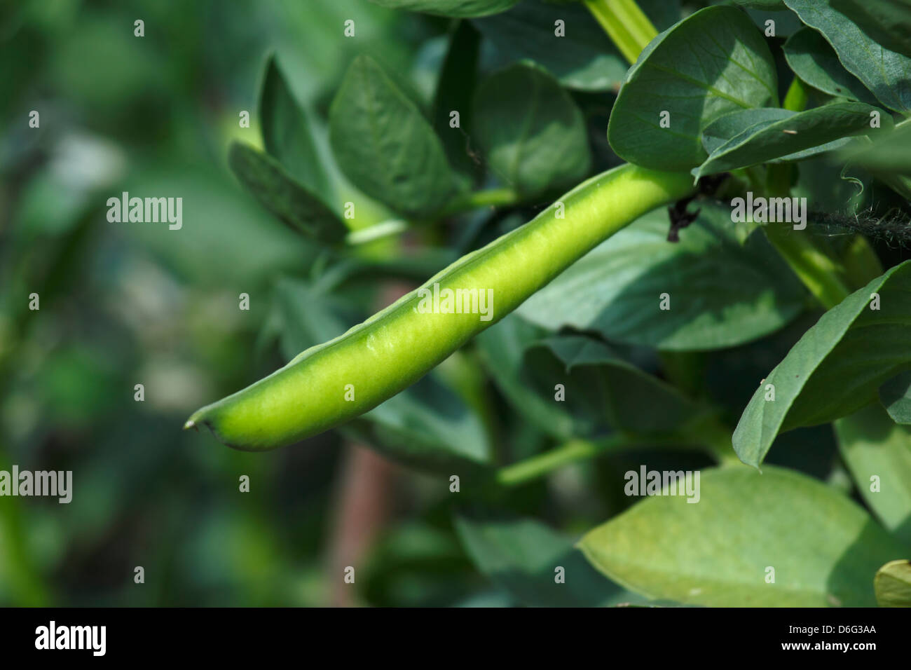 Broad Beans Growing on an Allotment Stock Photo - Alamy