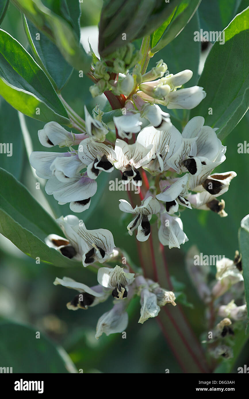 Broad Beans Flowering on an Allotment Stock Photo - Alamy