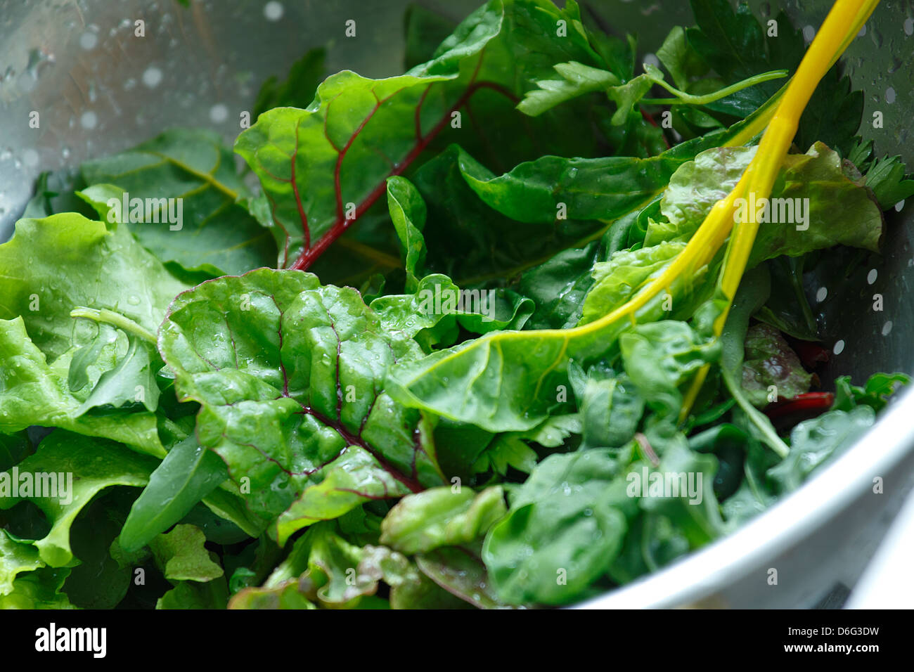 Washing Mixed Salad Leaves Stock Photo - Alamy