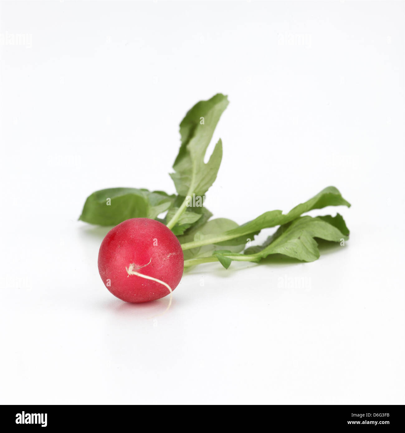 Single Radish cutout Stock Photo - Alamy