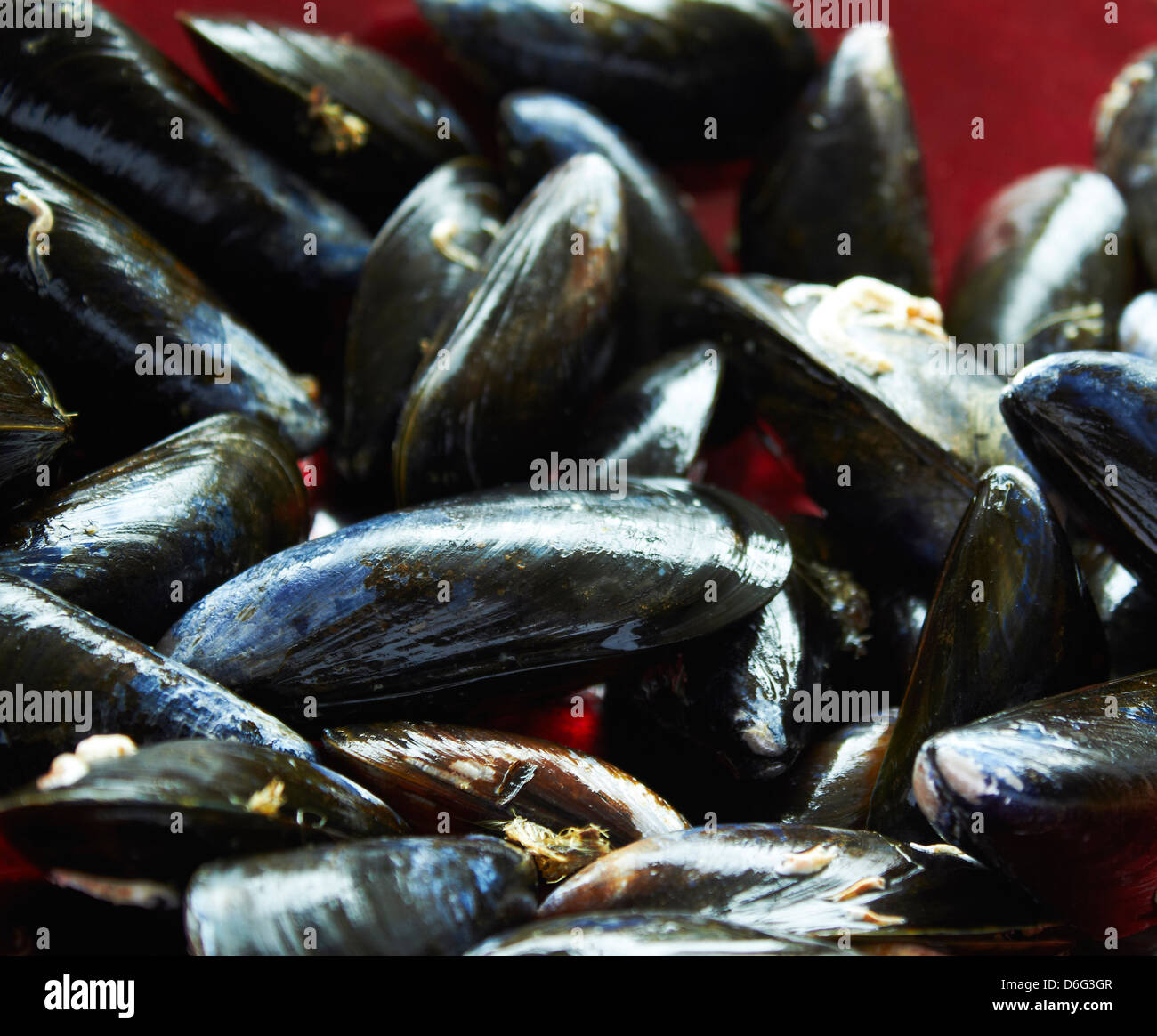 Scottish shellfish hi-res stock photography and images - Alamy