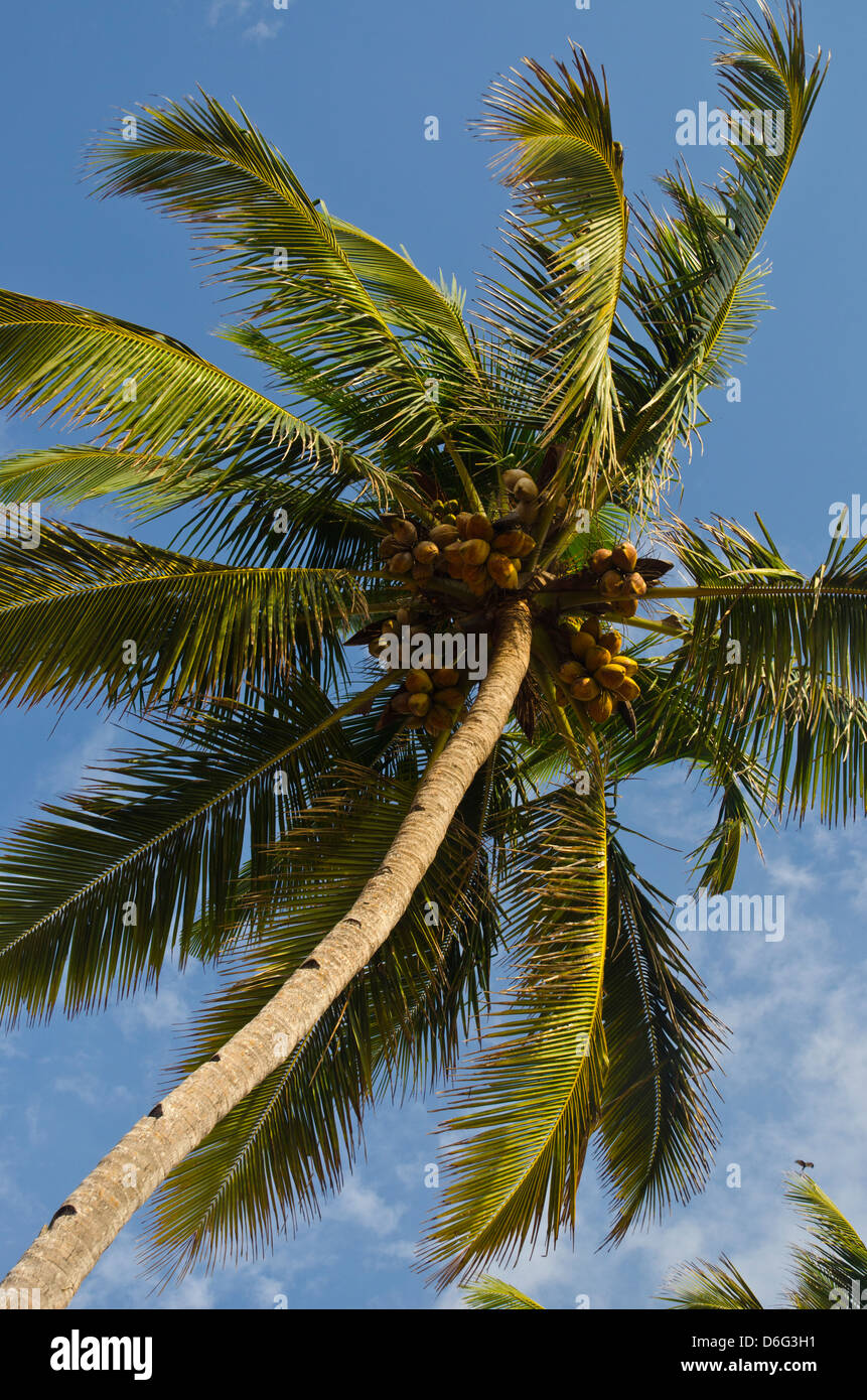 A palm tree on Kovalam beach, South India Stock Photo - Alamy