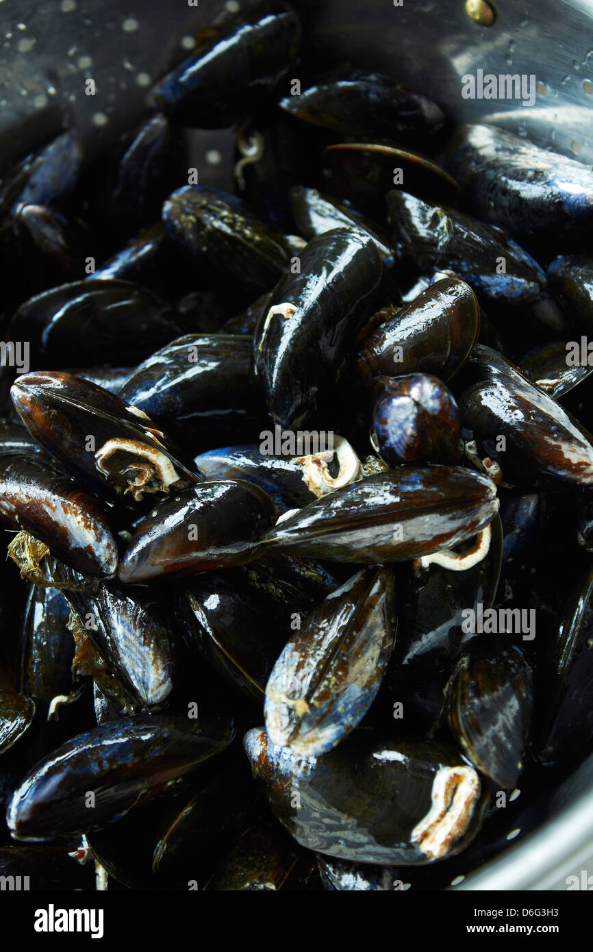 Scottish Mussels being washed Stock Photo - Alamy