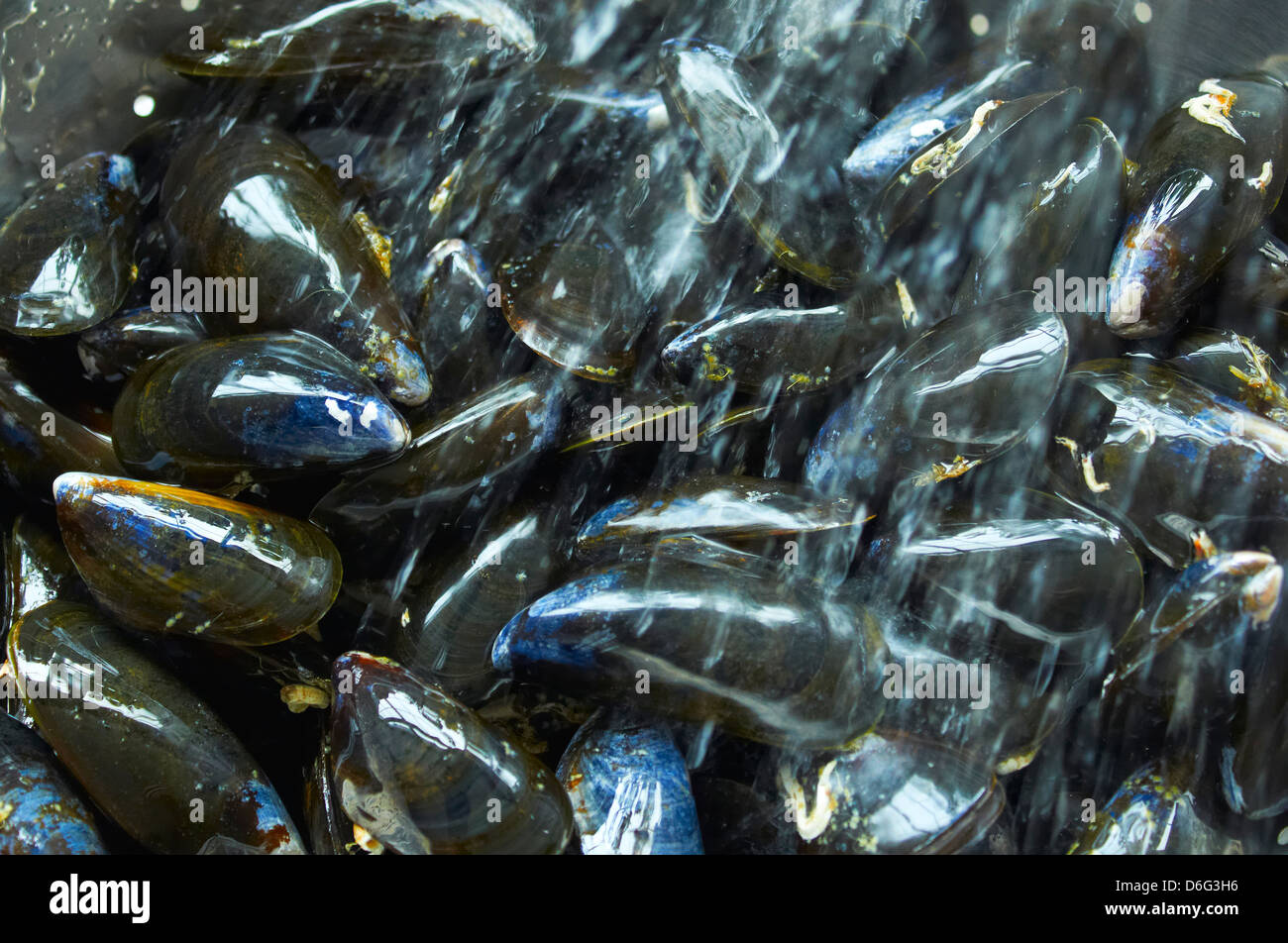 Mussels being washed Stock Photo - Alamy