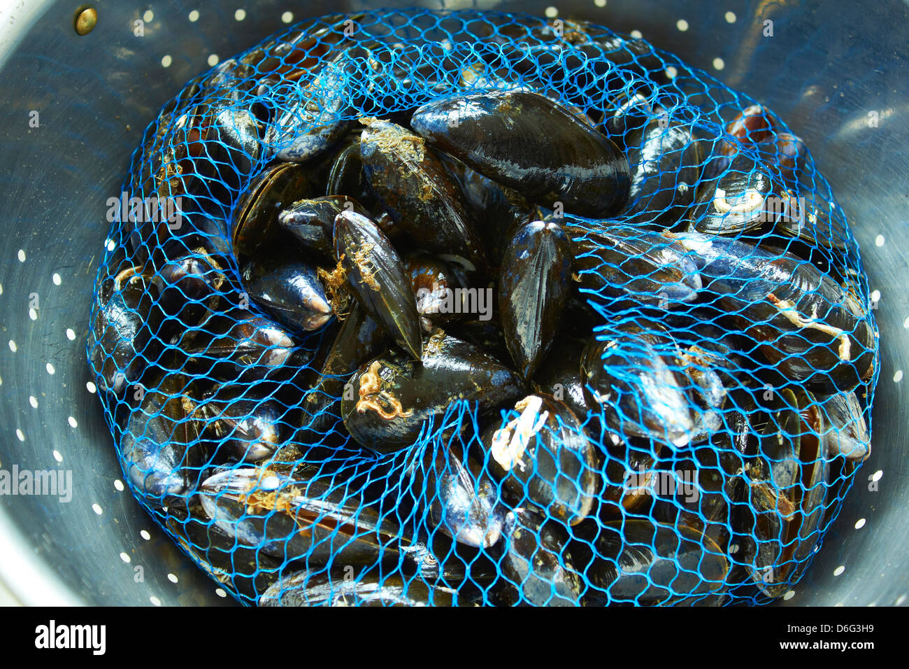 Live shellfish net hi-res stock photography and images - Alamy