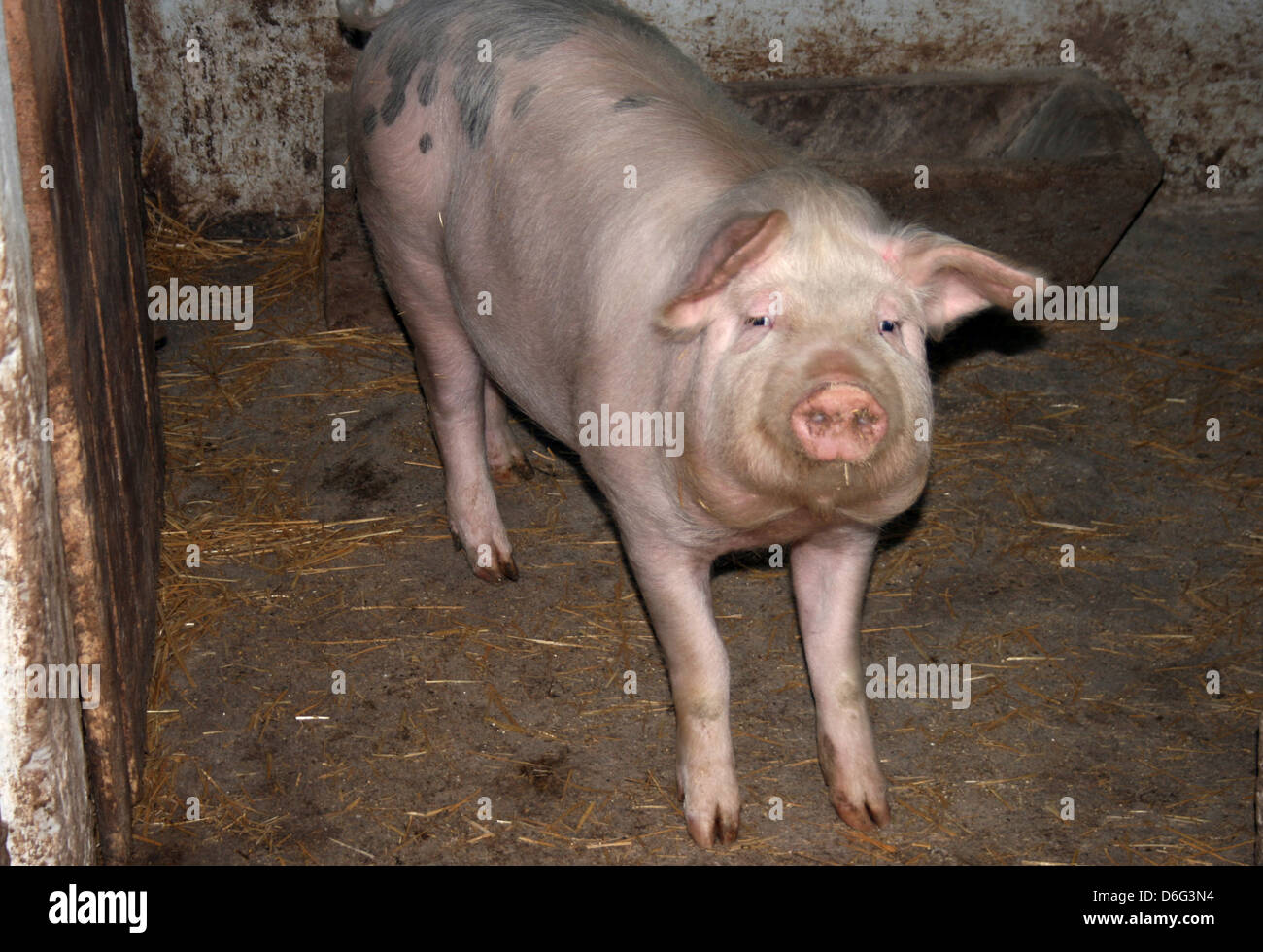 A pig in pigsty at the farm Stock Photo - Alamy