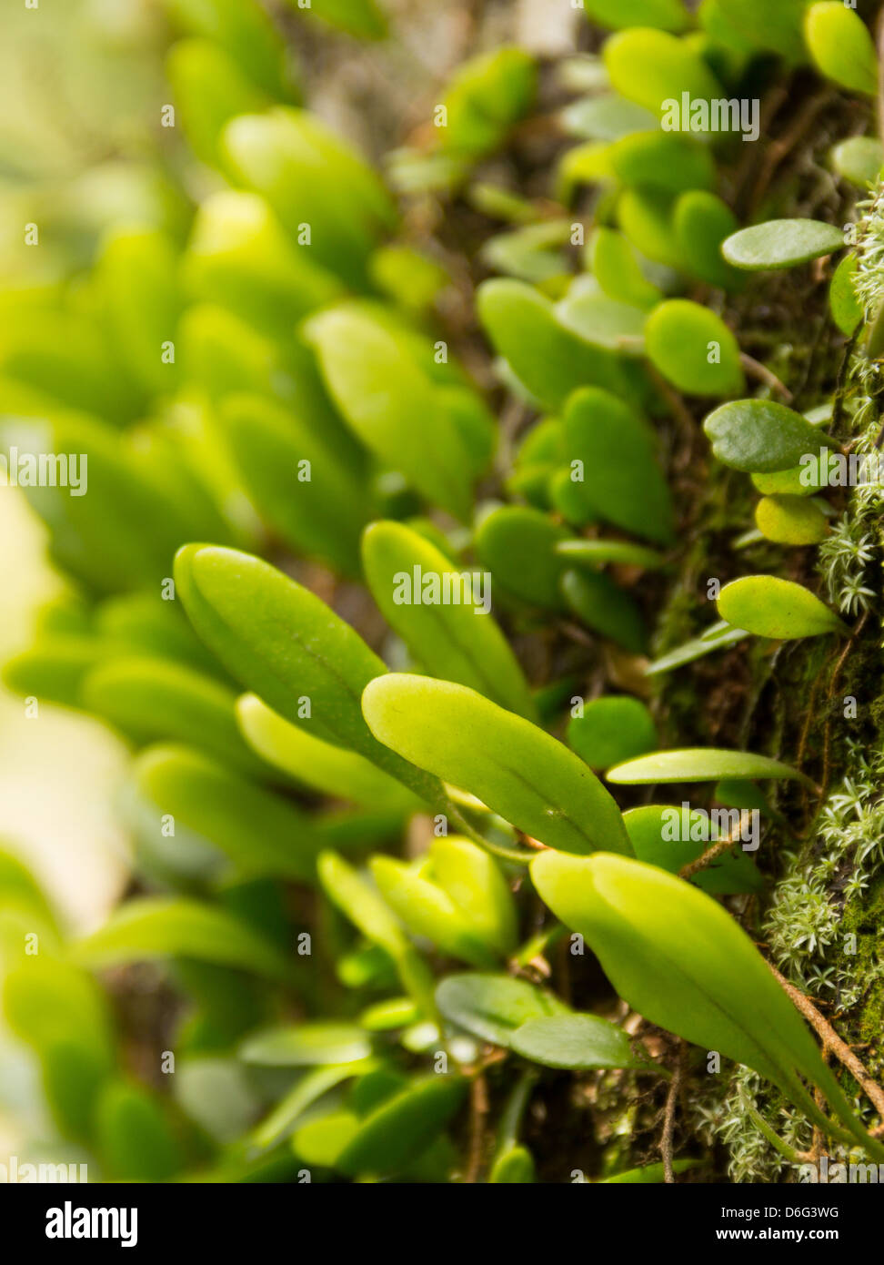 Fungus plants hi-res stock photography and images - Alamy