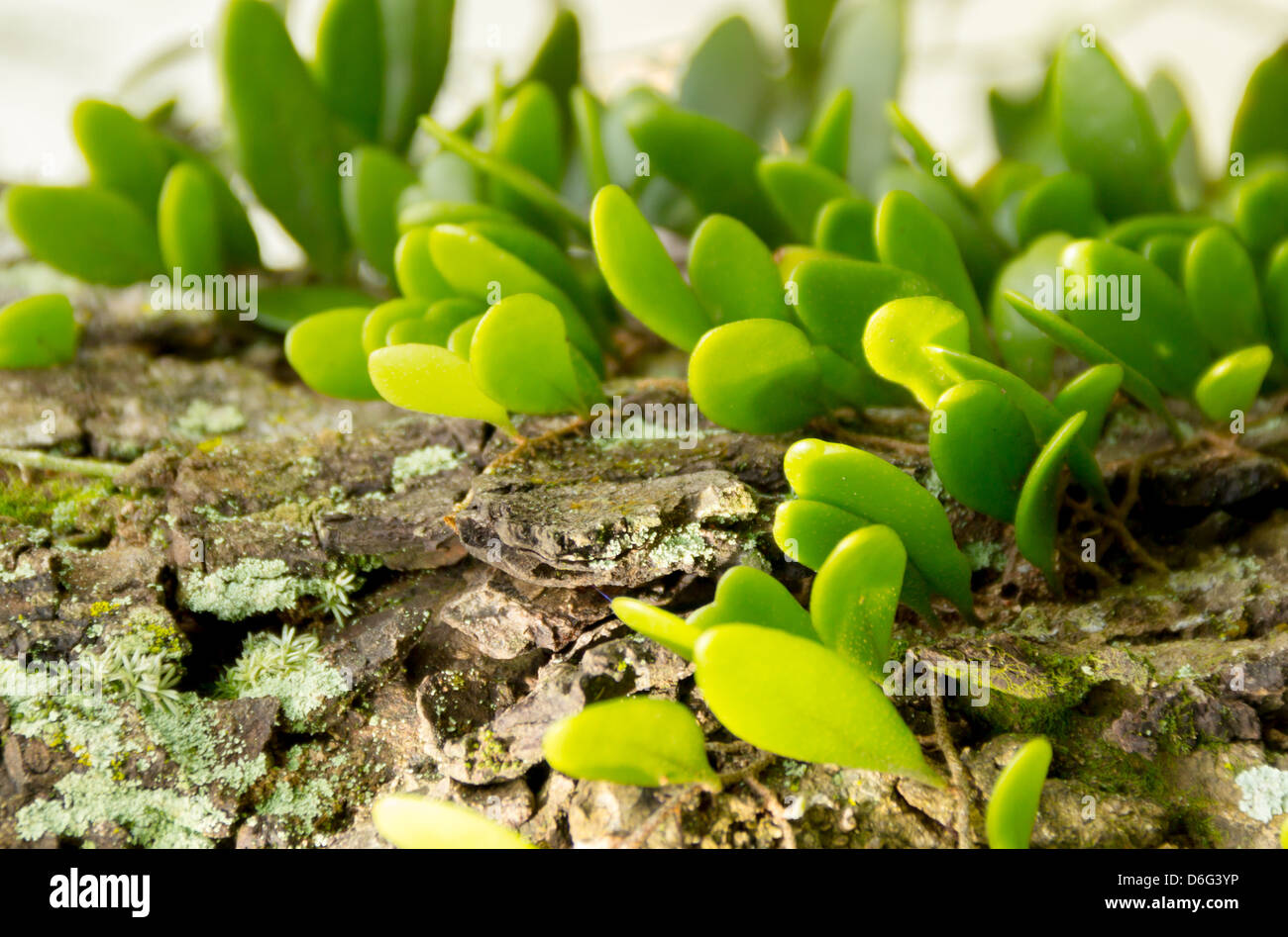 Ferns and fungus hi-res stock photography and images - Alamy