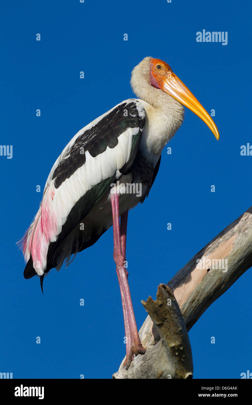 Big wetland bird hi-res stock photography and images - Alamy