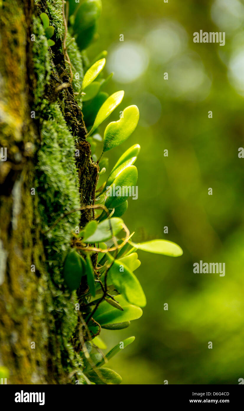Fungus plants hi-res stock photography and images - Alamy
