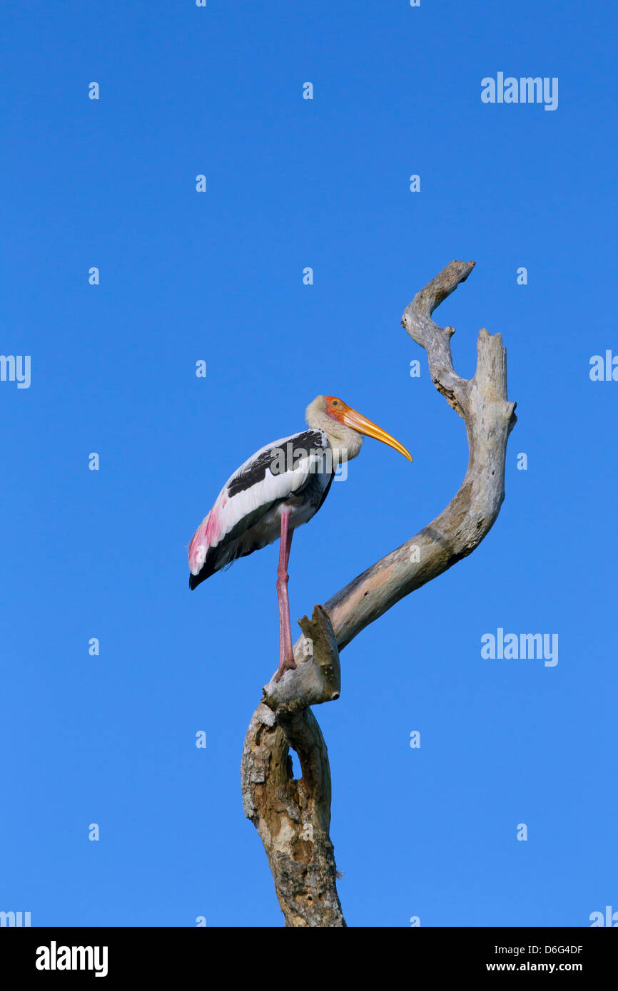 Painted stork in breeding plumage hi-res stock photography and images ...