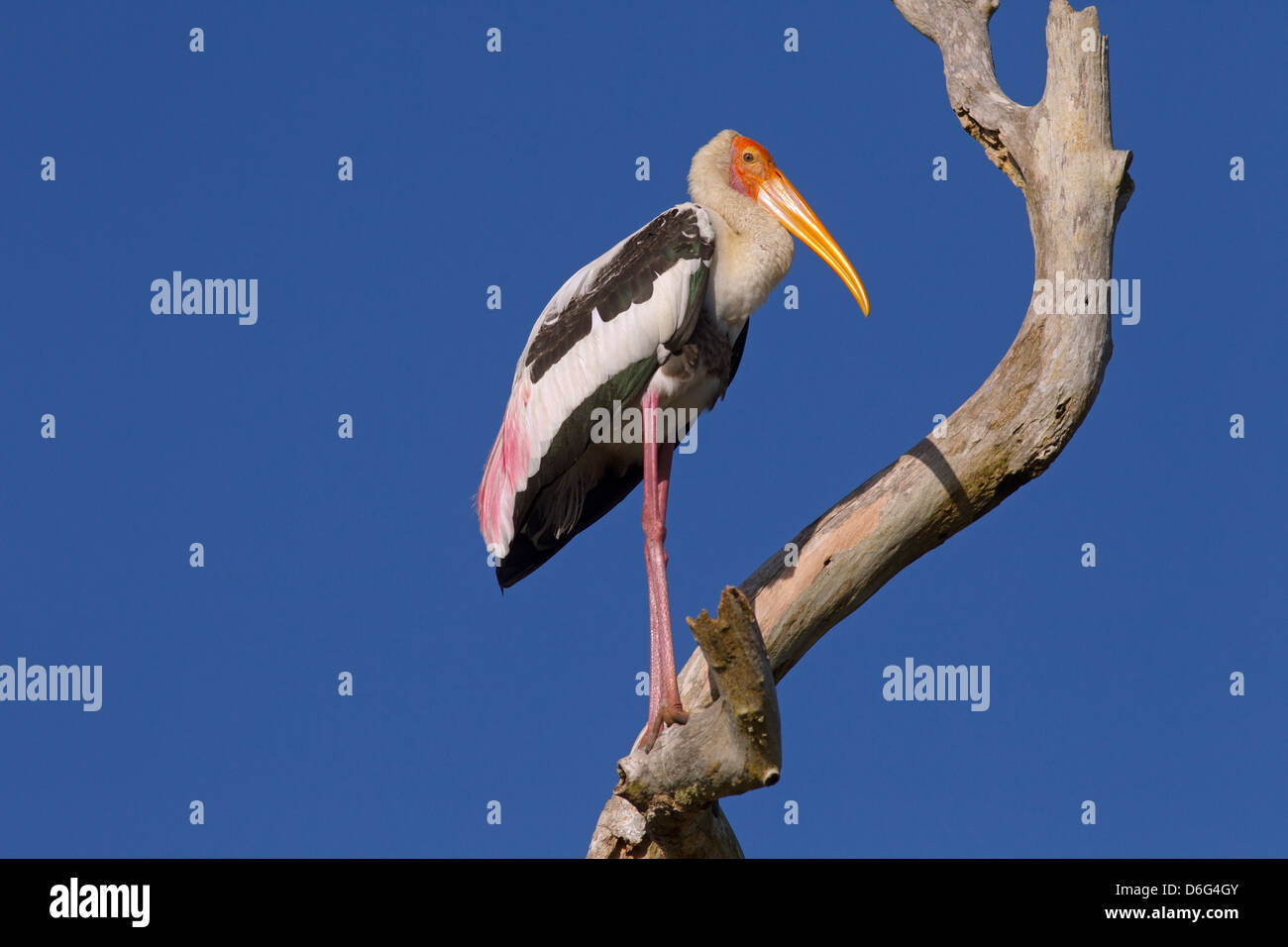 Painted Stork Mycteria leucocephala perched in dead tree Stock Photo ...