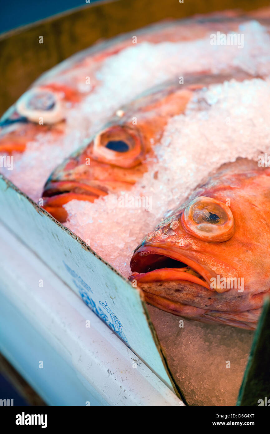 Snapped fish hi-res stock photography and images - Alamy