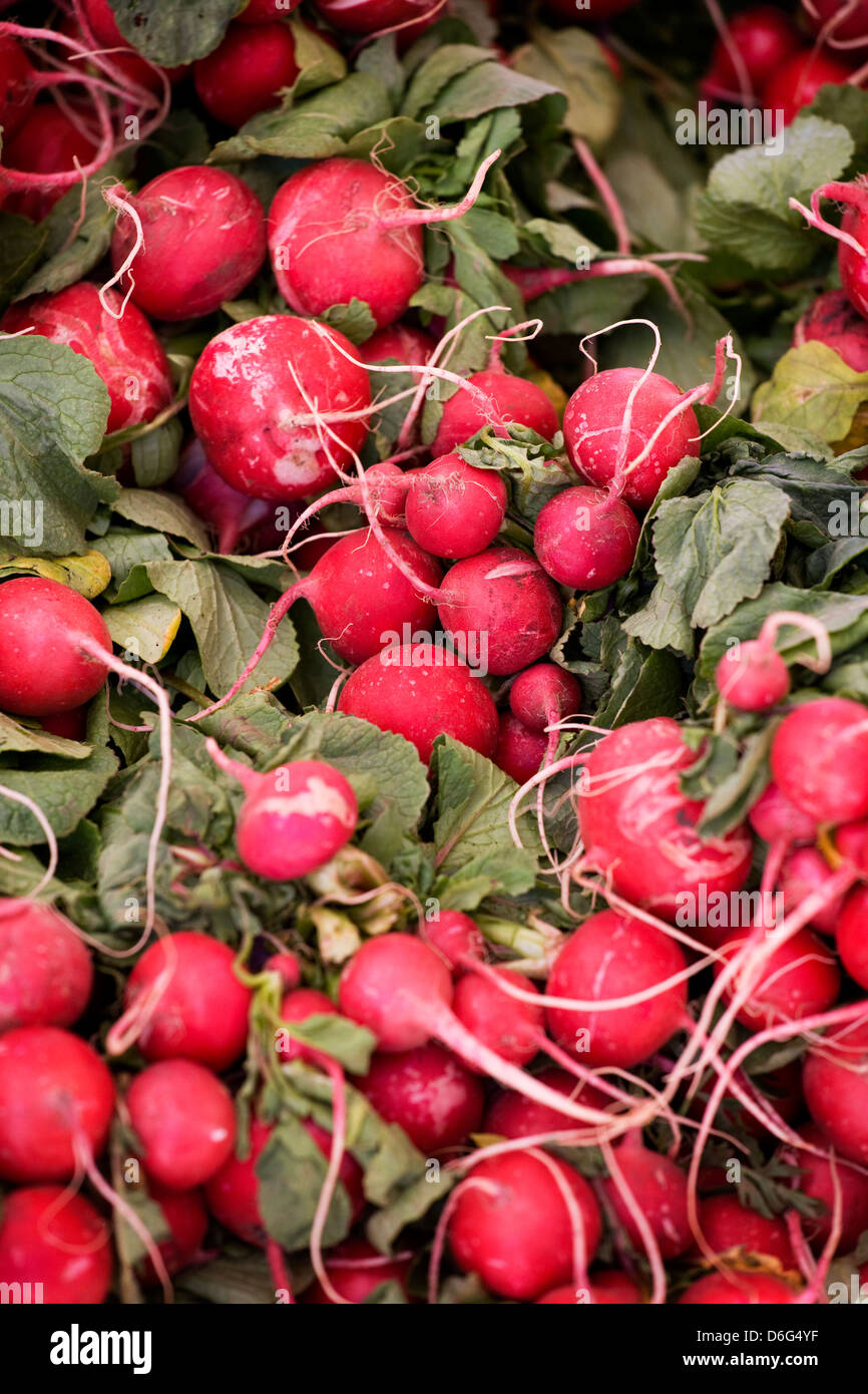 Raddish radish raddishes radishes vegetable vegetables food hi-res ...