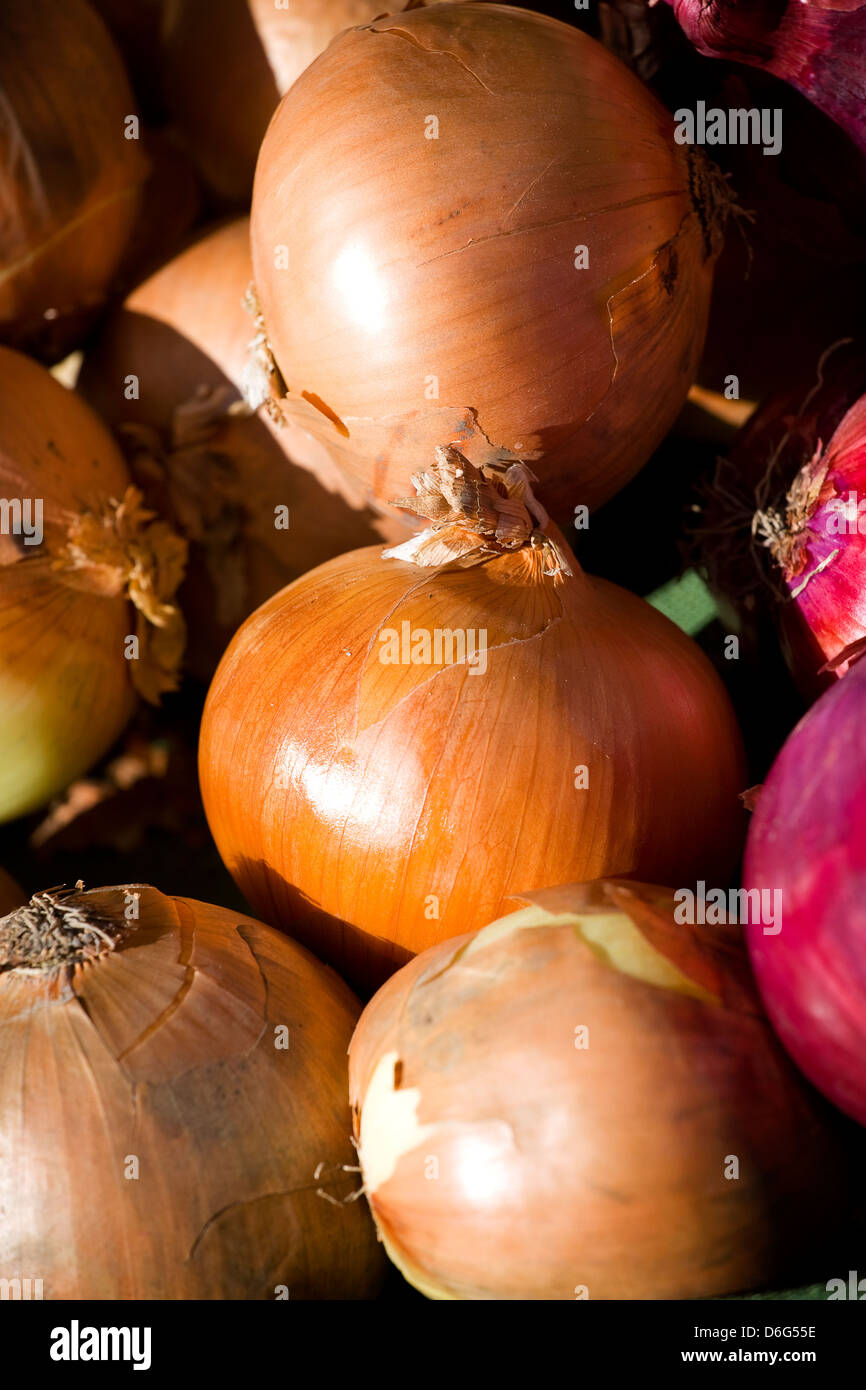 Photos of onions hi-res stock photography and images - Alamy
