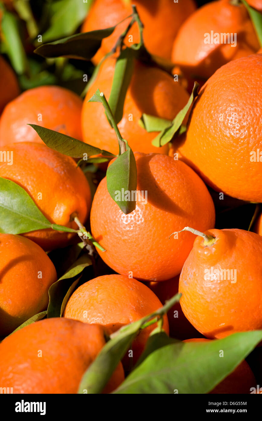 Minneolas hi-res stock photography and images - Alamy