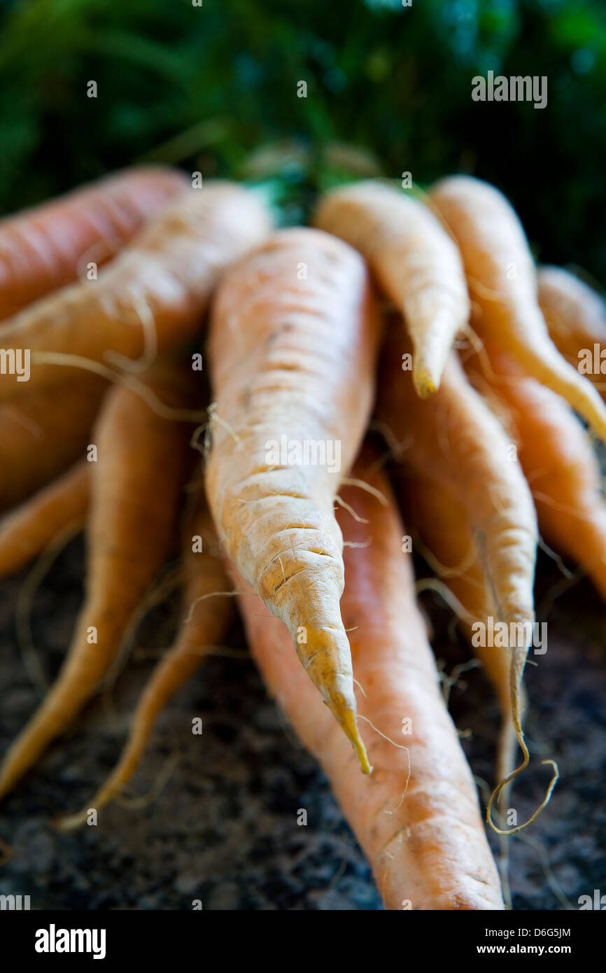 Fresh bunch of carrots Stock Photo - Alamy