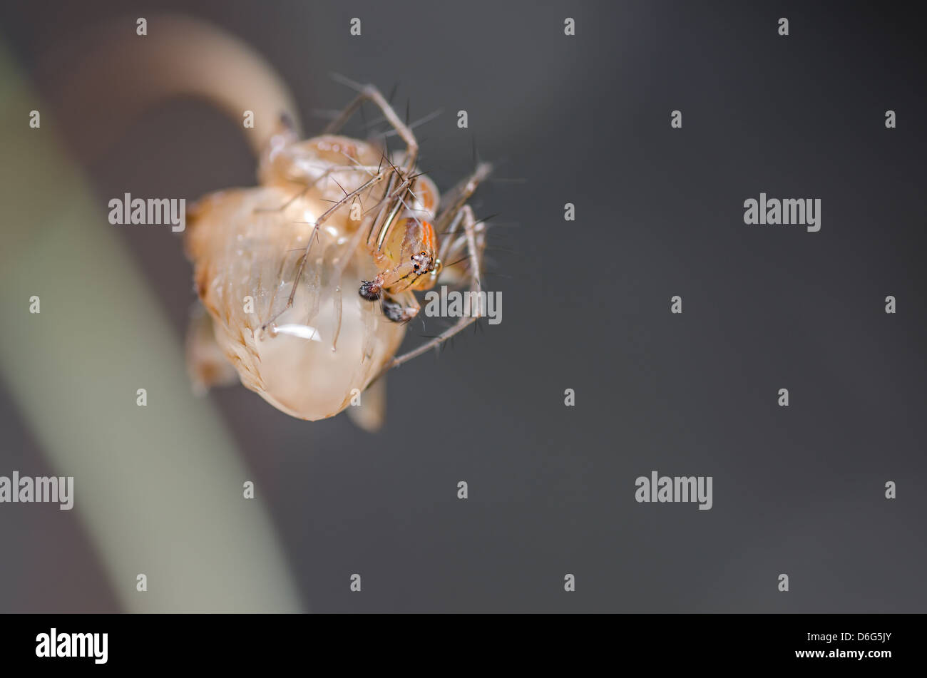 Lynx spider or Oxyopes javanus Throll in the nature Stock Photo - Alamy