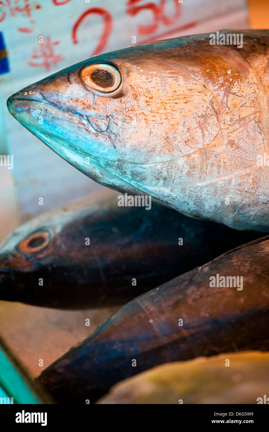 Freshly caught Big Bonita fish at the market Stock Photo - Alamy