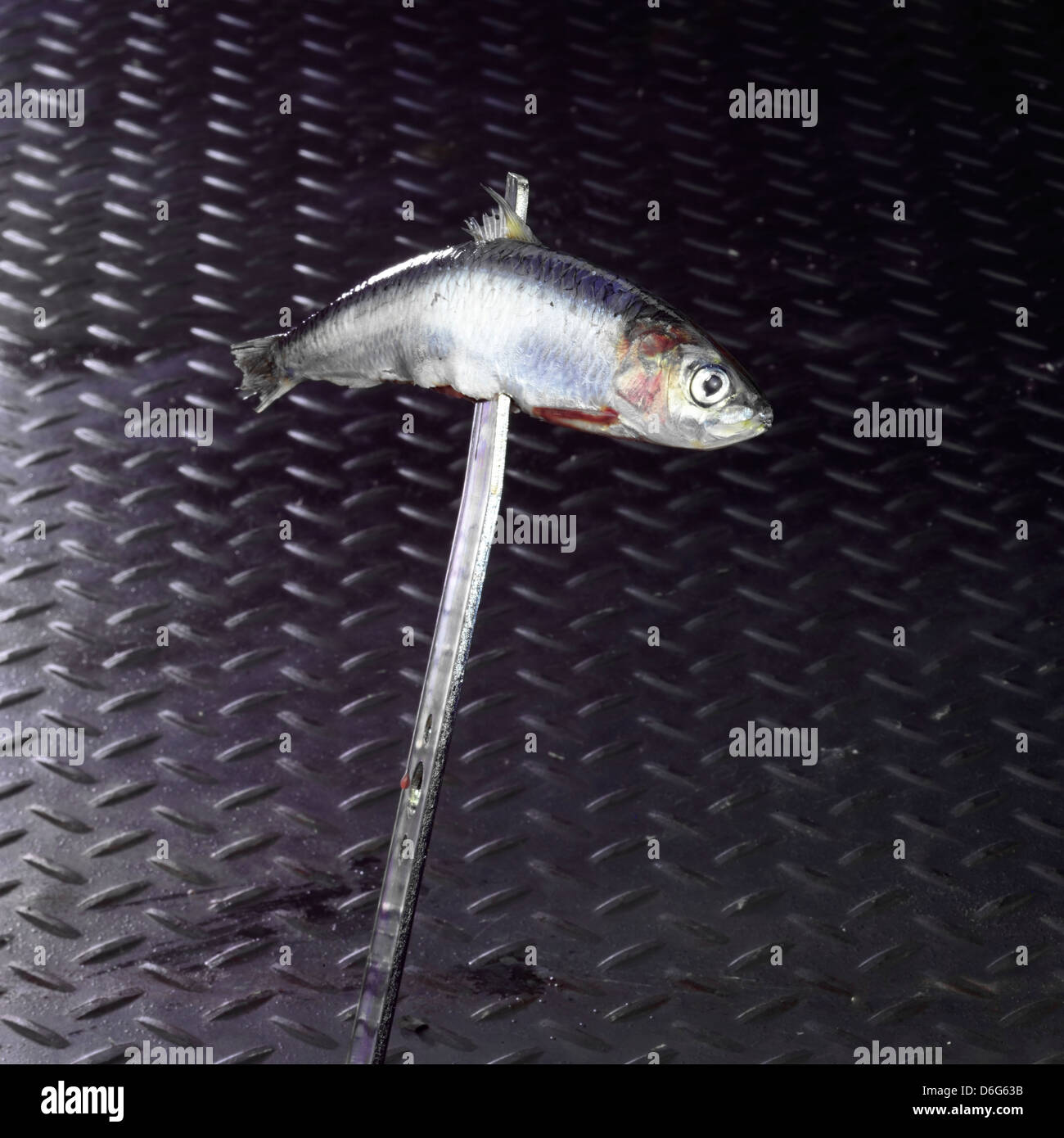 Impaled By High Resolution Stock Photography and Images - Alamy