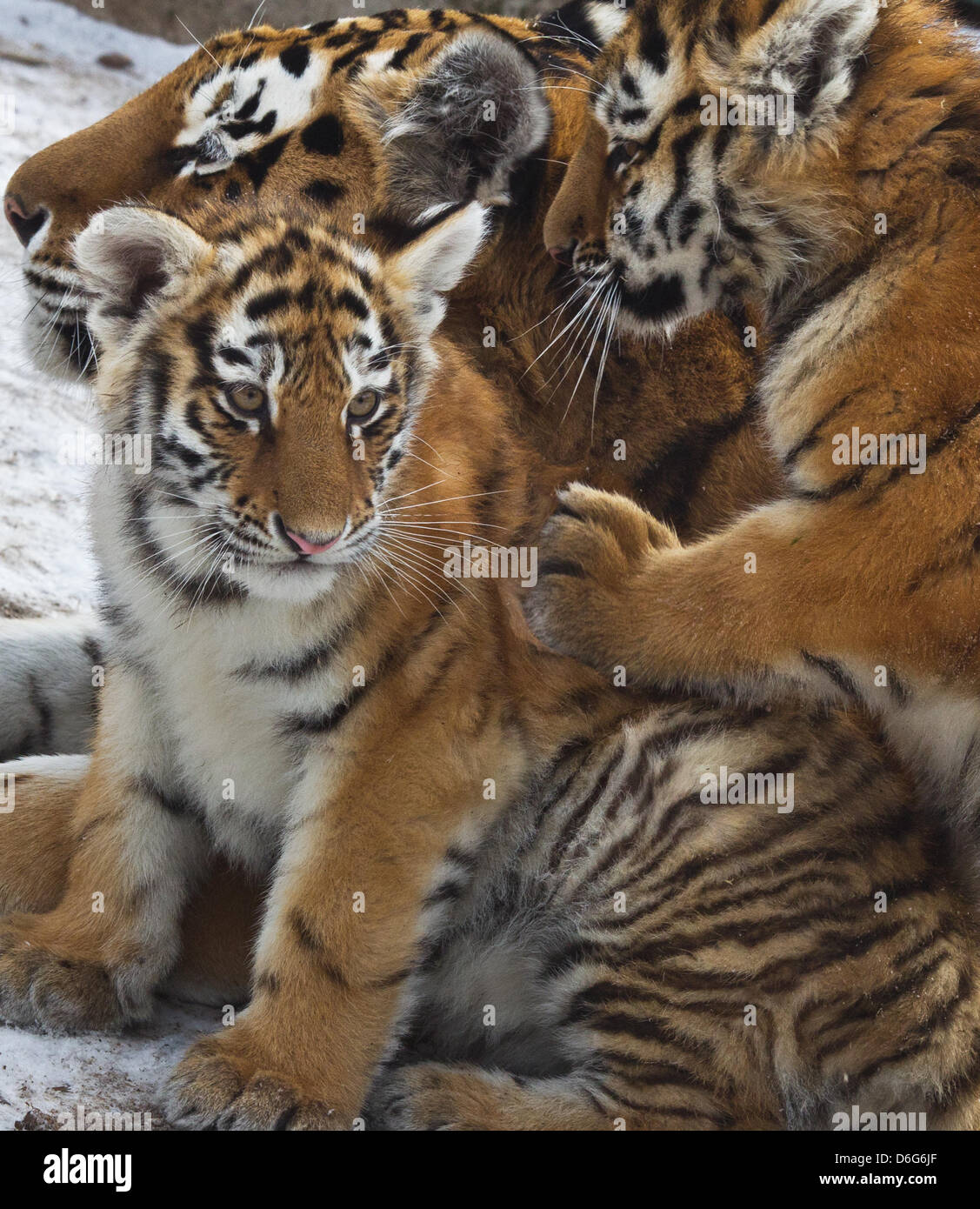 Siberian Tiger Cubs Stock Photos & Siberian Tiger Cubs Stock Images - Alamy