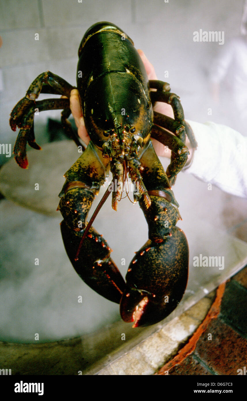 Hand holding fresh lobster Stock Photo - Alamy
