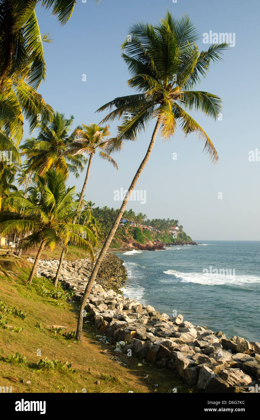 Palm trees on Varkala beach Kerala South India Stock Photo - Alamy