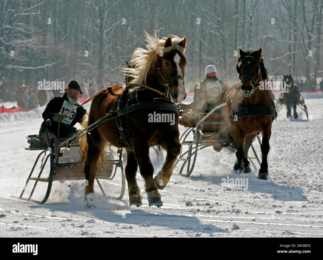 Mit dampfenden Nüstern und bei klirrender Kälte traben Kaltblütler am ...