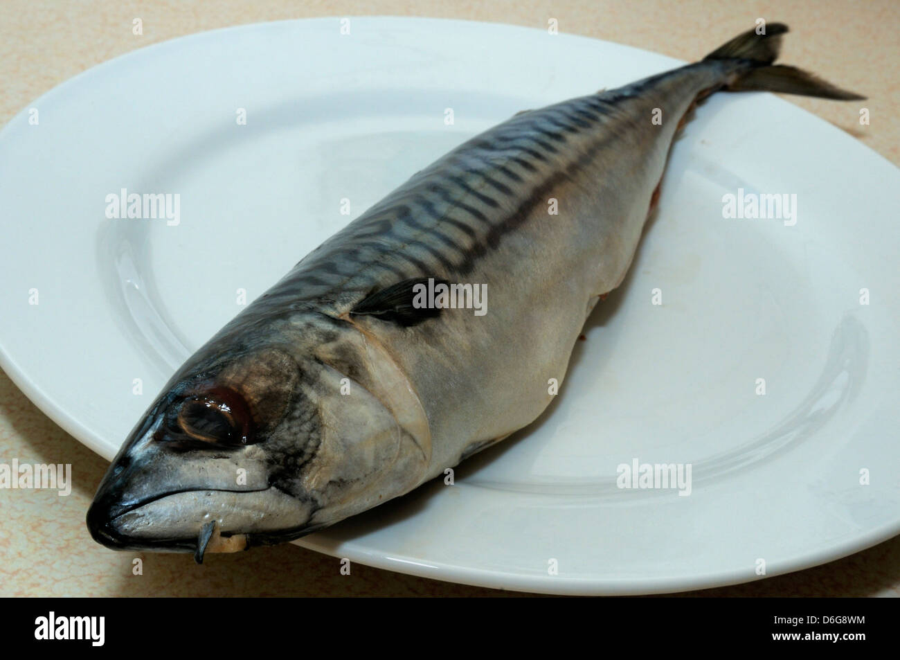 Fresh Mackerel fish on plate ready to prepare for cooking Stock Photo ...