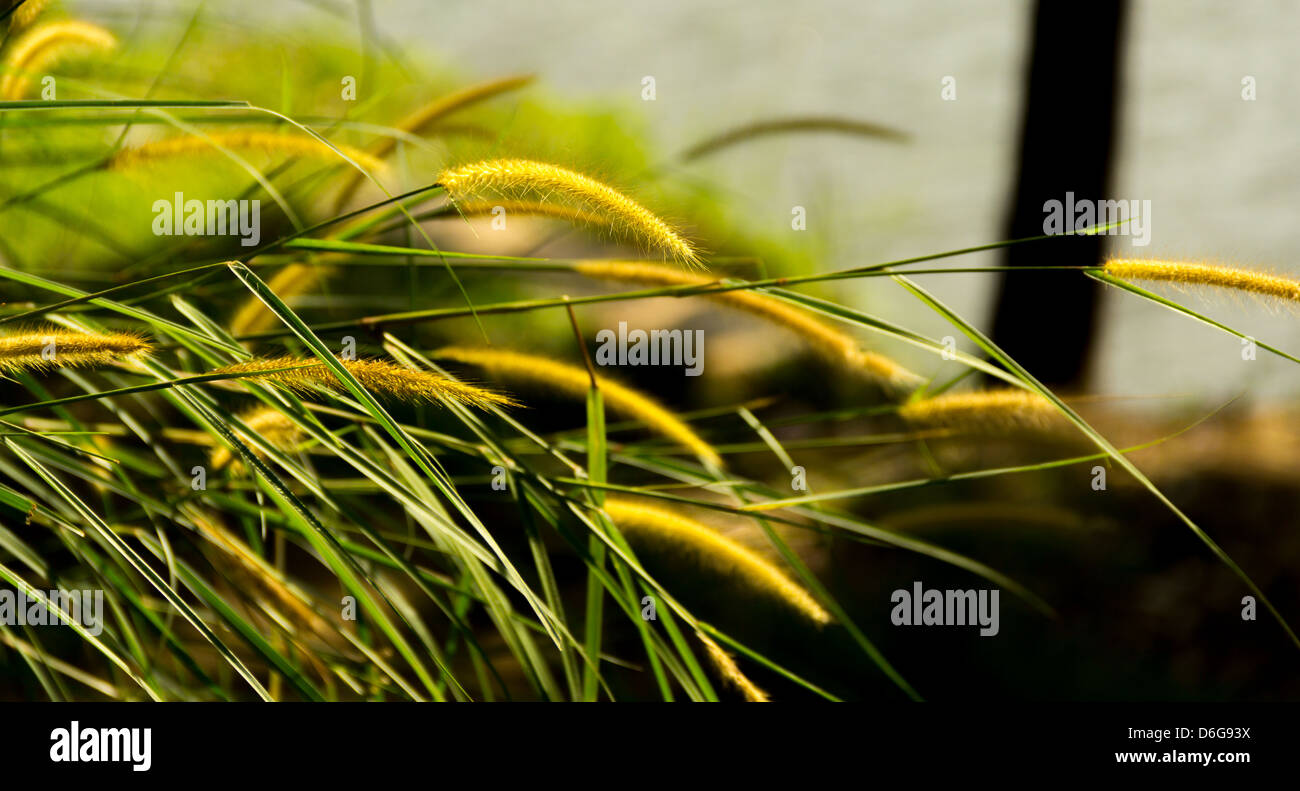 Weeds hi-res stock photography and images - Alamy
