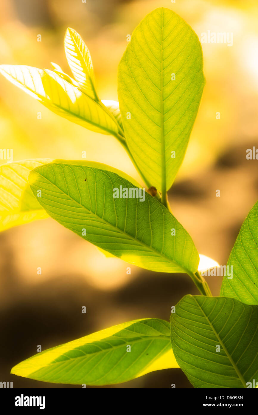 Guava plant hi-res stock photography and images - Alamy